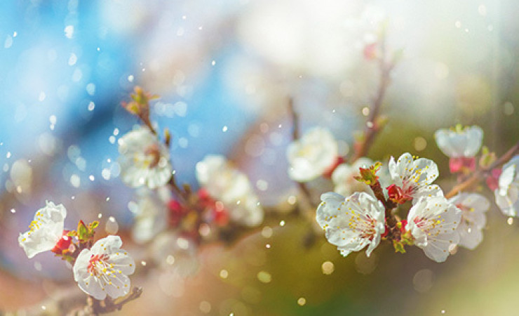 Junipine Resort | Sedona Arizona Resorts | Official Resort Website