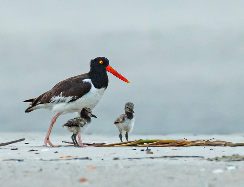 Birding | The Lodge on Little St. Simons Island